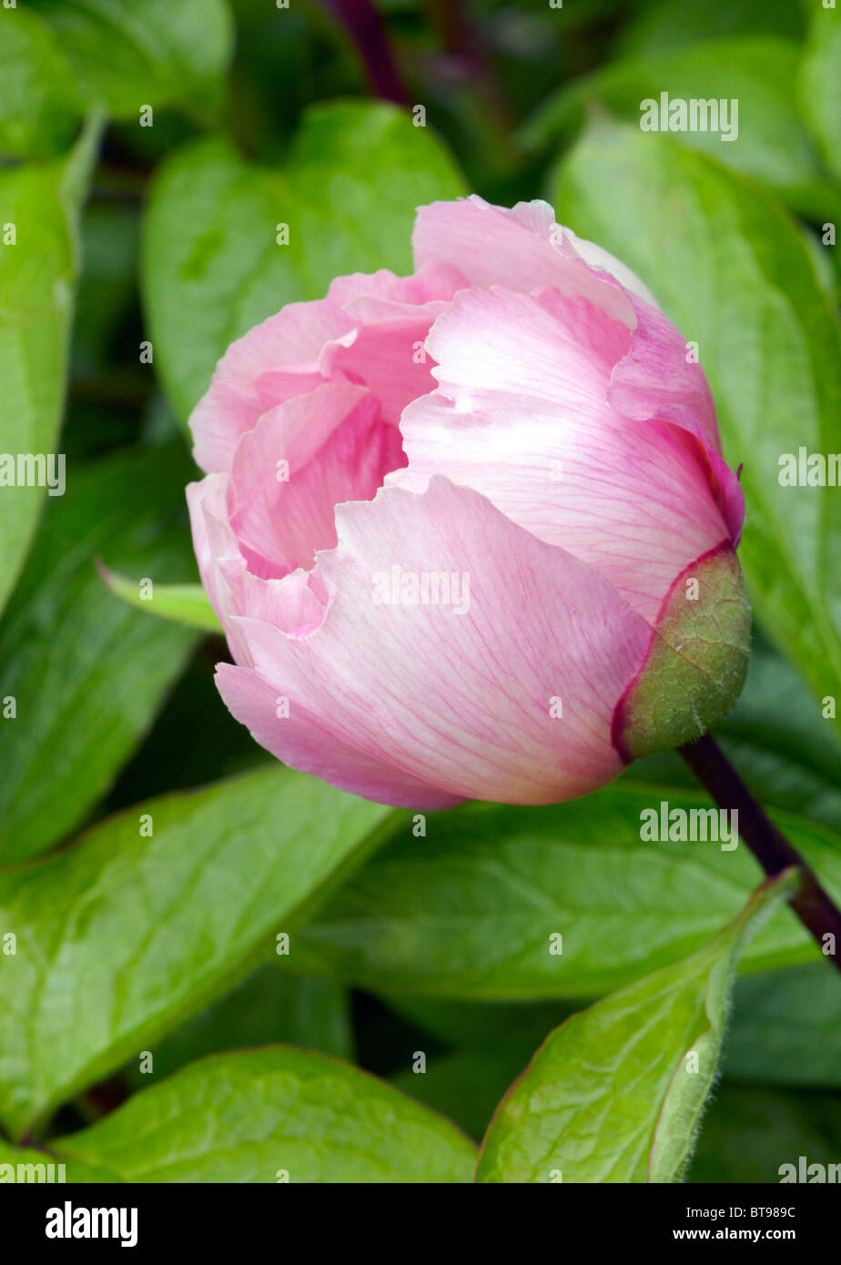 Emerging Petals High Resolution Stock Photography and Images - Alamy