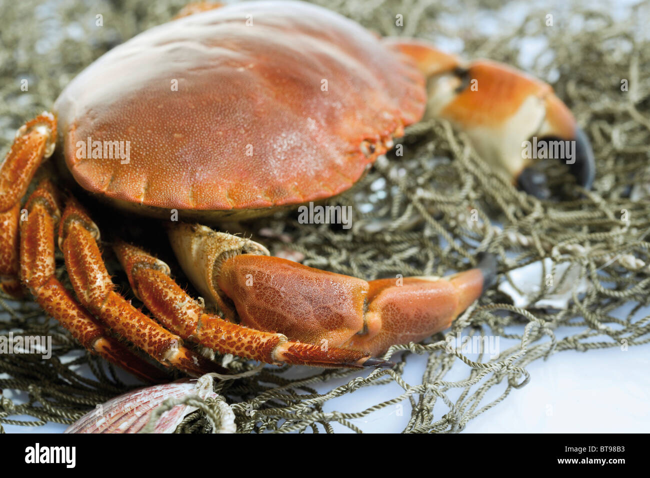 Edible crabs cancridae hi-res stock photography and images - Alamy
