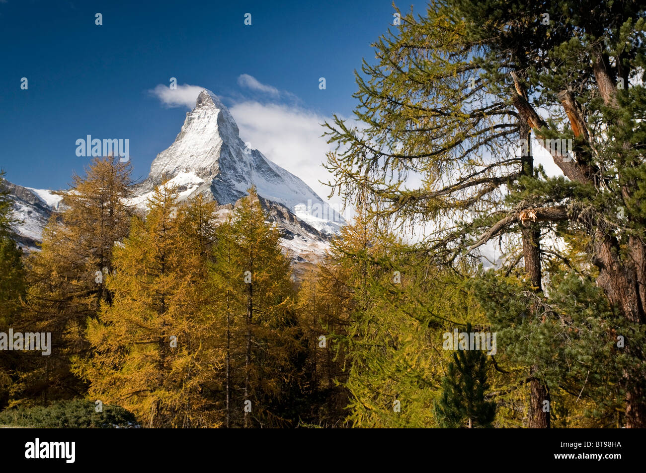 Mt. Matterhorn with autumn-colored larches, Zermatt, Switzerland ...