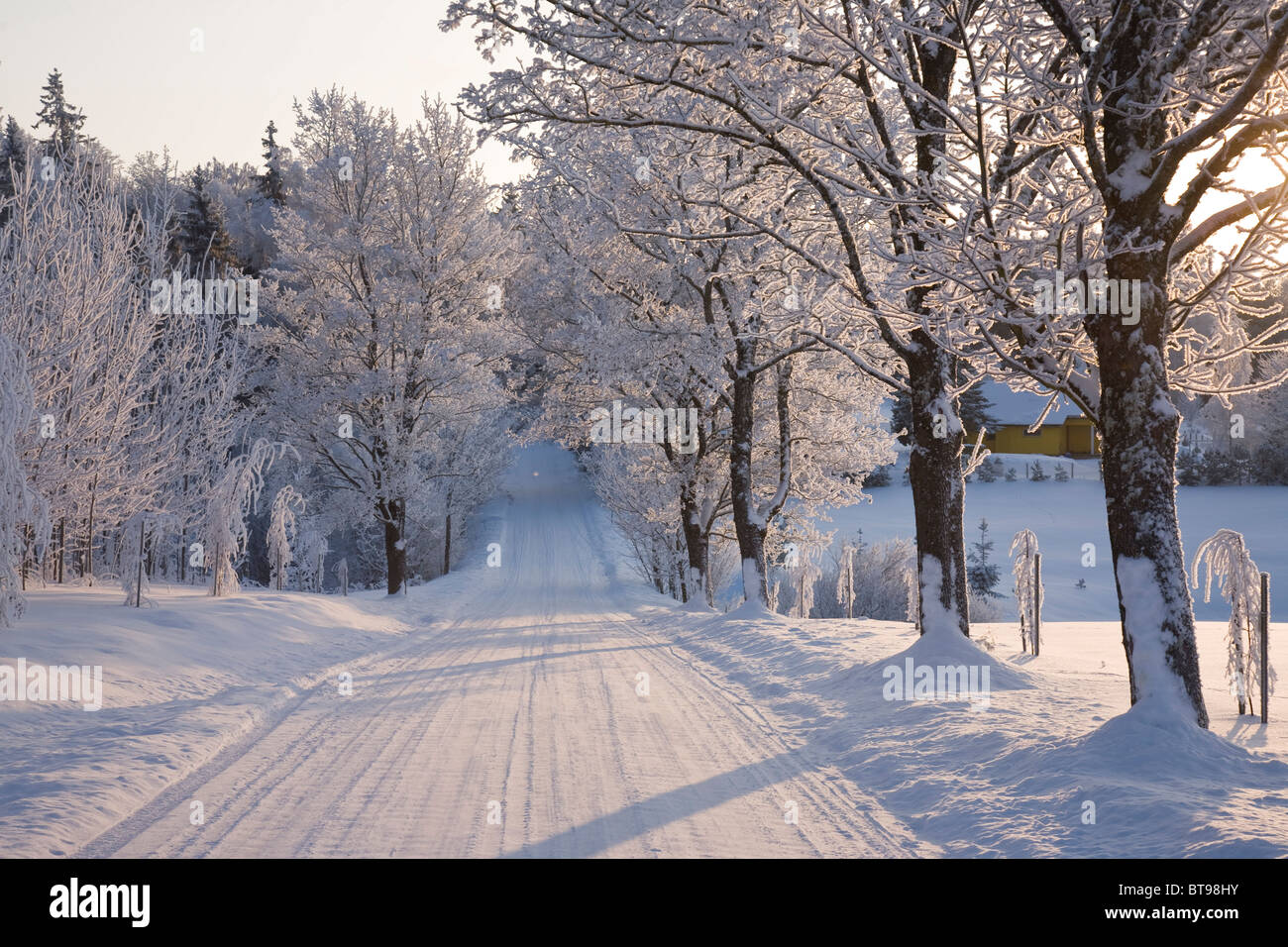 Alley at Winter, Tartu County, Estonia, Europe Stock Photo - Alamy