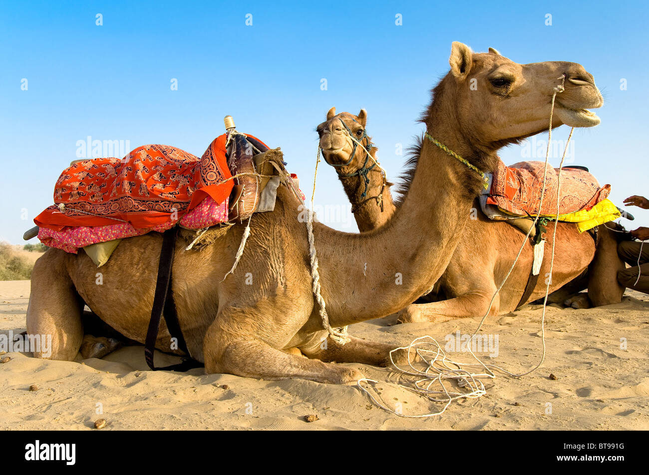 Camel Jaisalmer Rajasthan India Stock Photo - Alamy