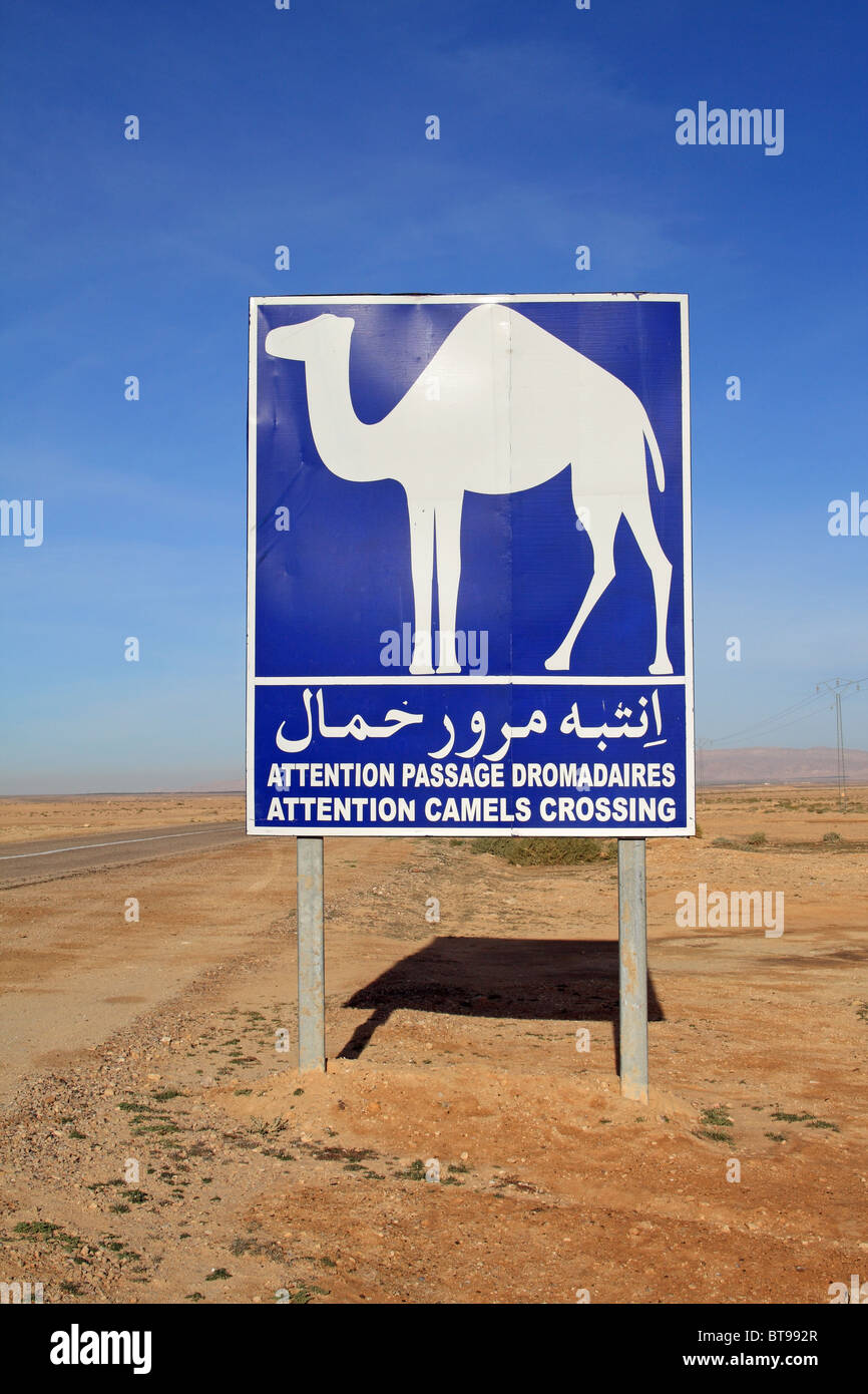 Camel crossing sign hi-res stock photography and images - Alamy
