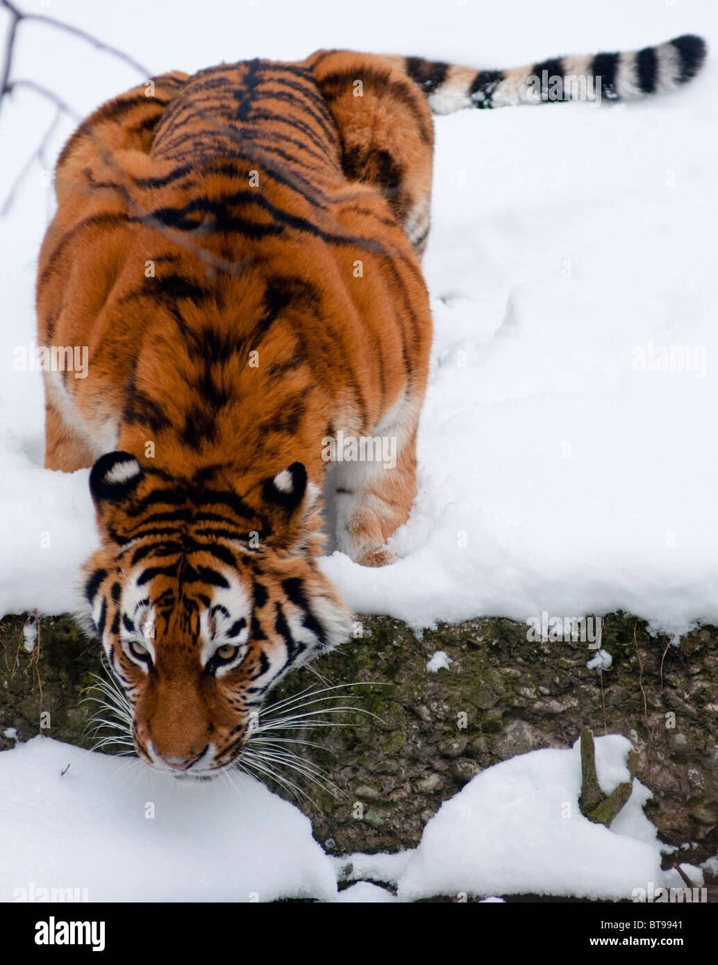 Tiger Crouching