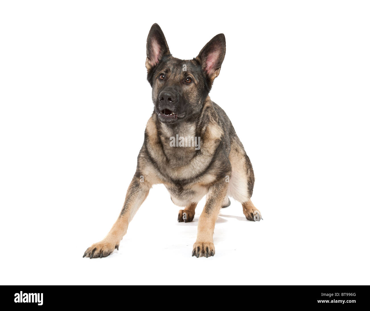a young german shephard dog of the gray variety Stock Photo - Alamy
