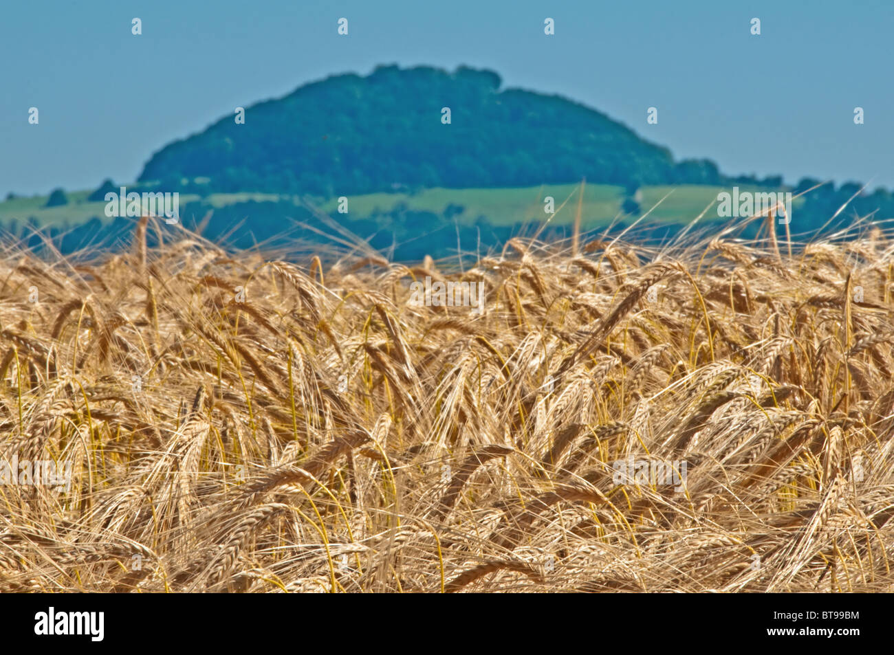 Barley hordeum vulgare grain cereal corn hill hi-res stock photography ...