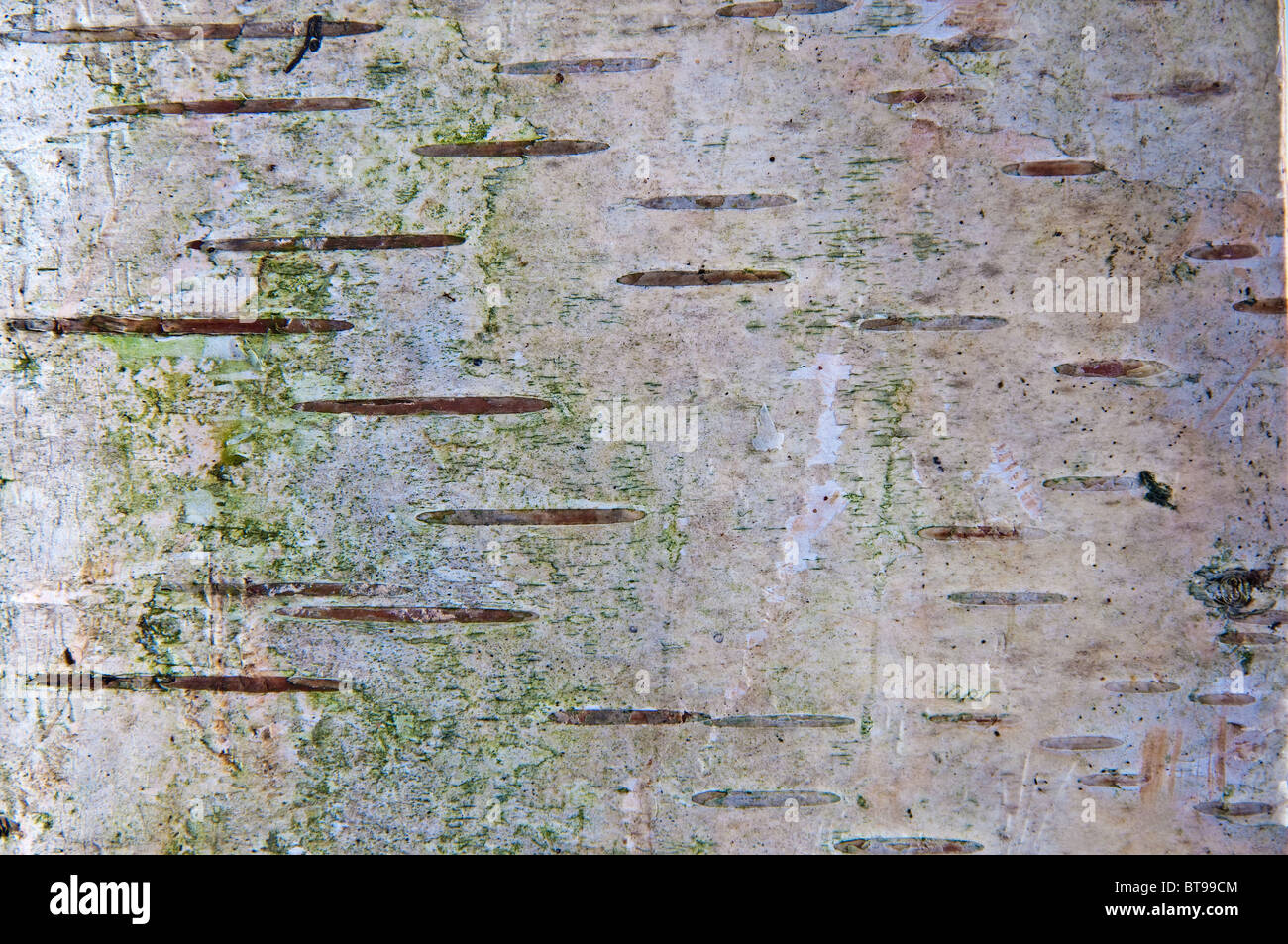 Rip tree hi-res stock photography and images - Alamy