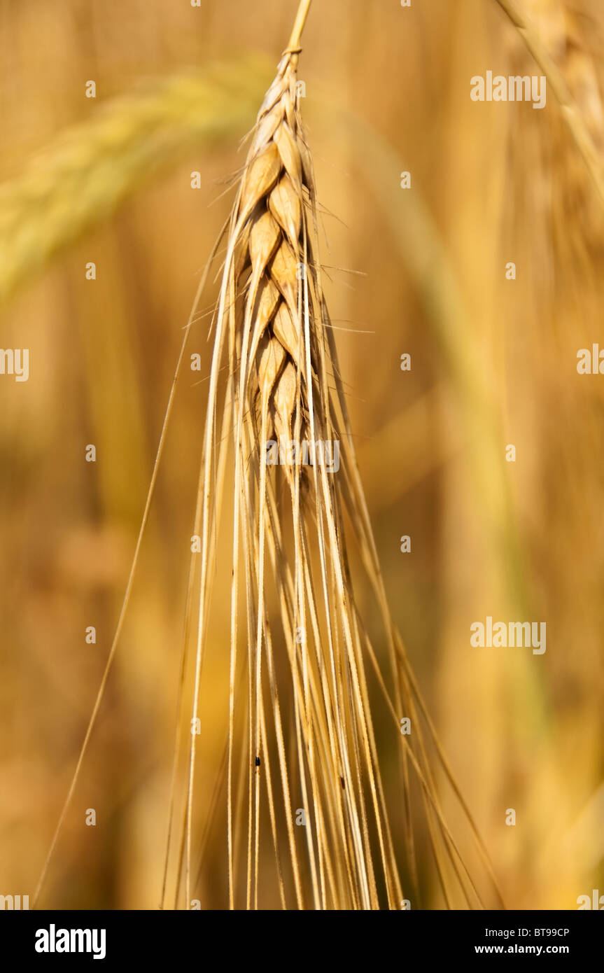 barley Hordeum vulgare Stock Photo - Alamy