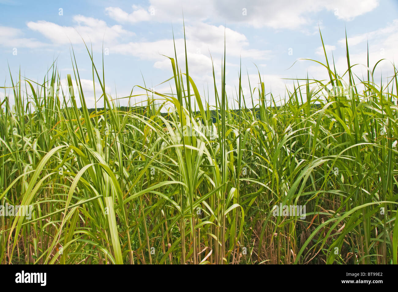 Switch grass hi-res stock photography and images - Alamy