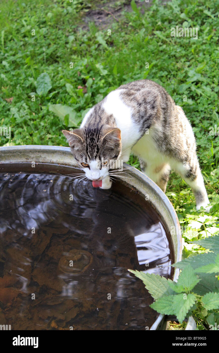 Cat drinking water hi-res stock photography and images - Alamy