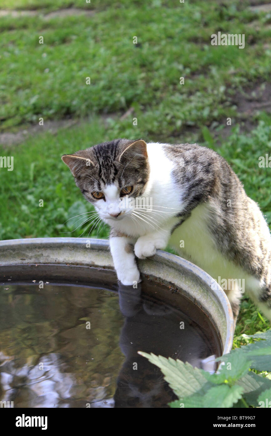 Pretty tabby and white cat Stock Photo - Alamy