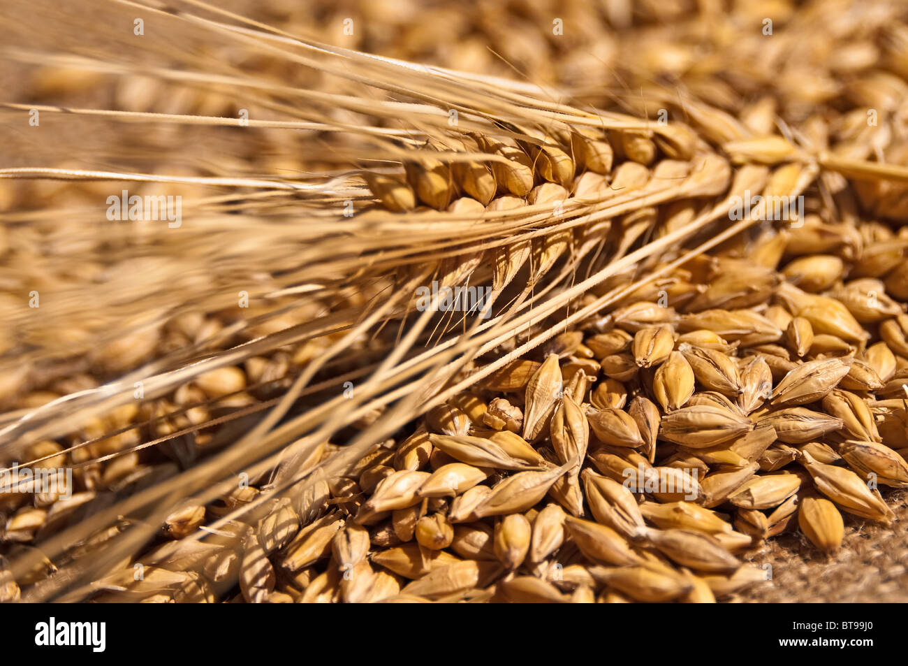 closeup of barley Stock Photo - Alamy
