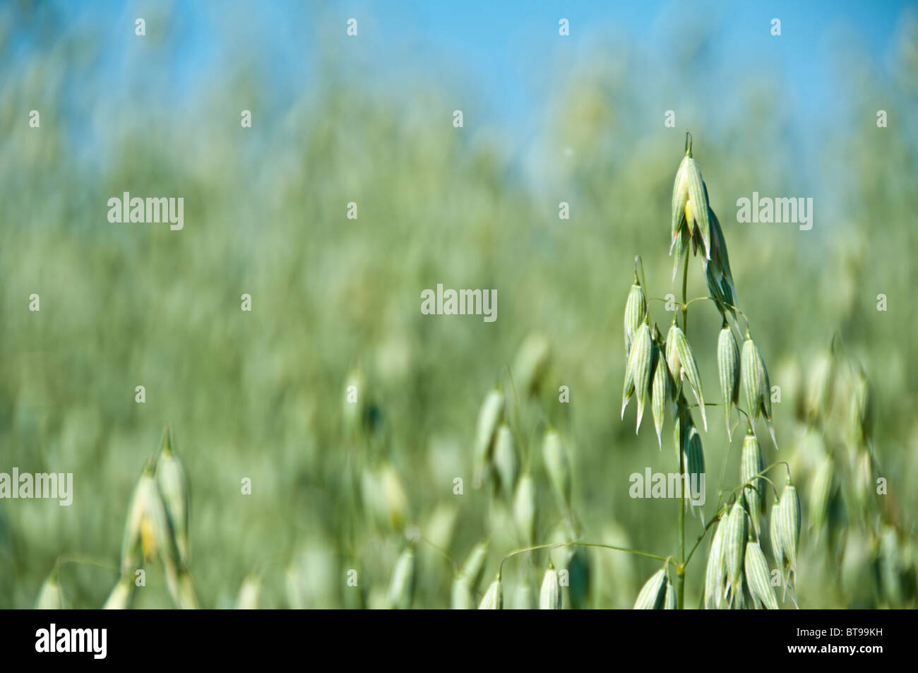 field of oat Stock Photo - Alamy