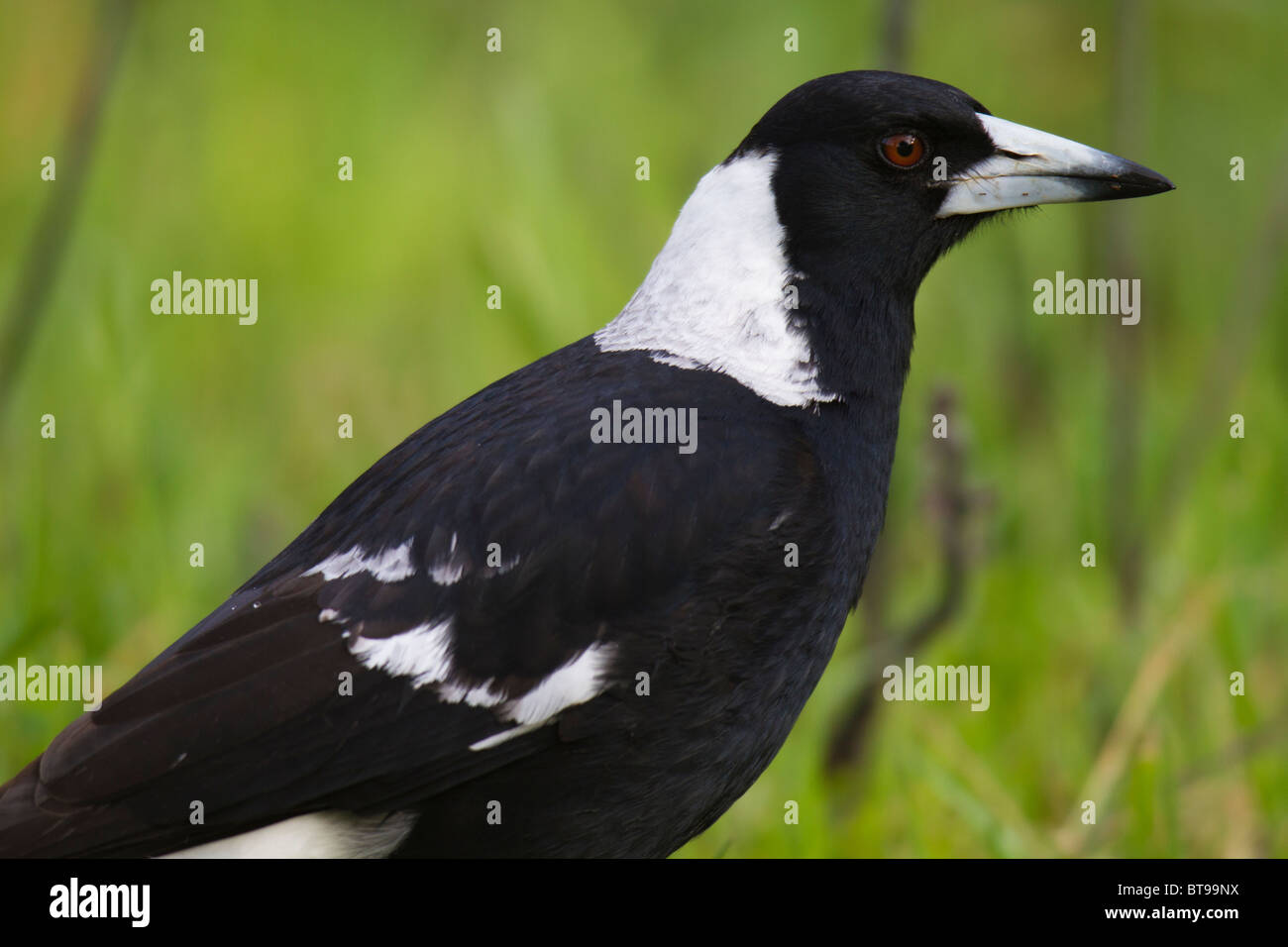 Australian Magpie (Gymnorhina tibicen Stock Photo - Alamy