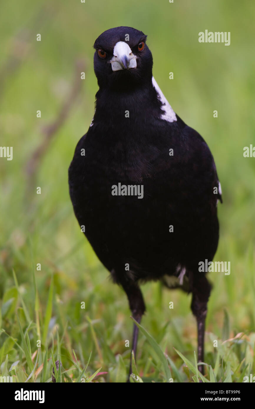 Australian Magpie (Gymnorhina tibicen Stock Photo - Alamy