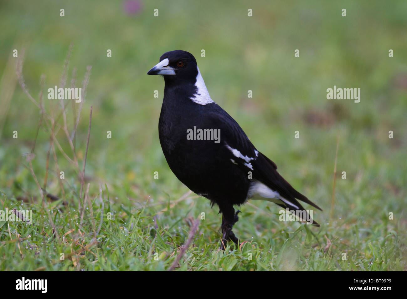 Australian Magpie (Gymnorhina tibicen) walking on grass Stock Photo - Alamy