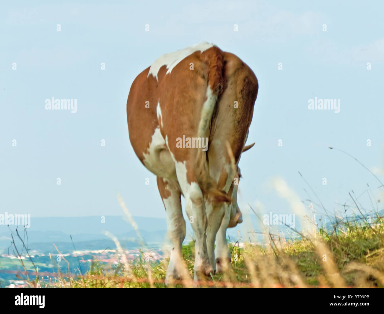 cow with a panoramic view Stock Photo - Alamy