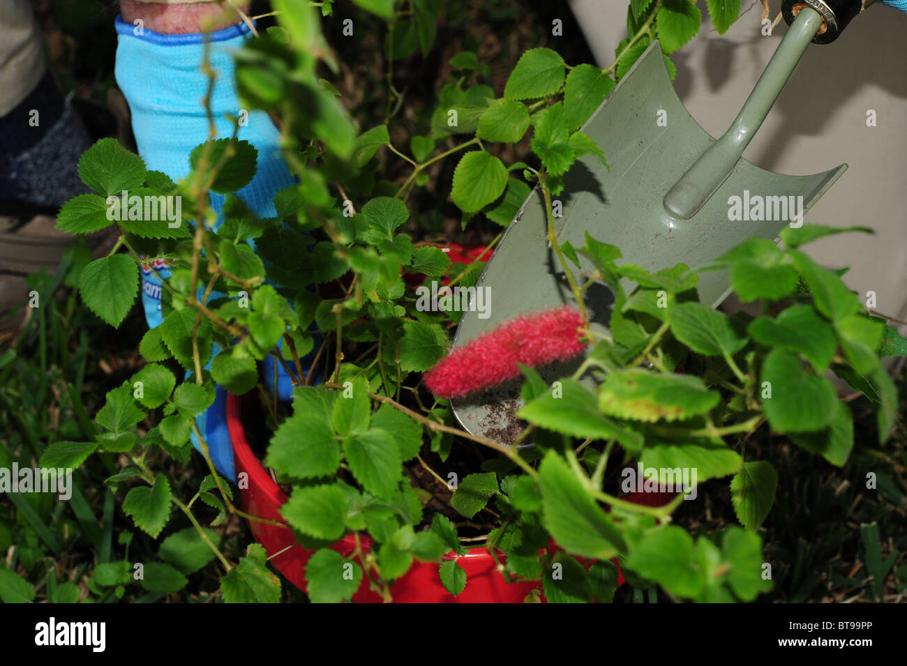 Red repens hi-res stock photography and images - Alamy