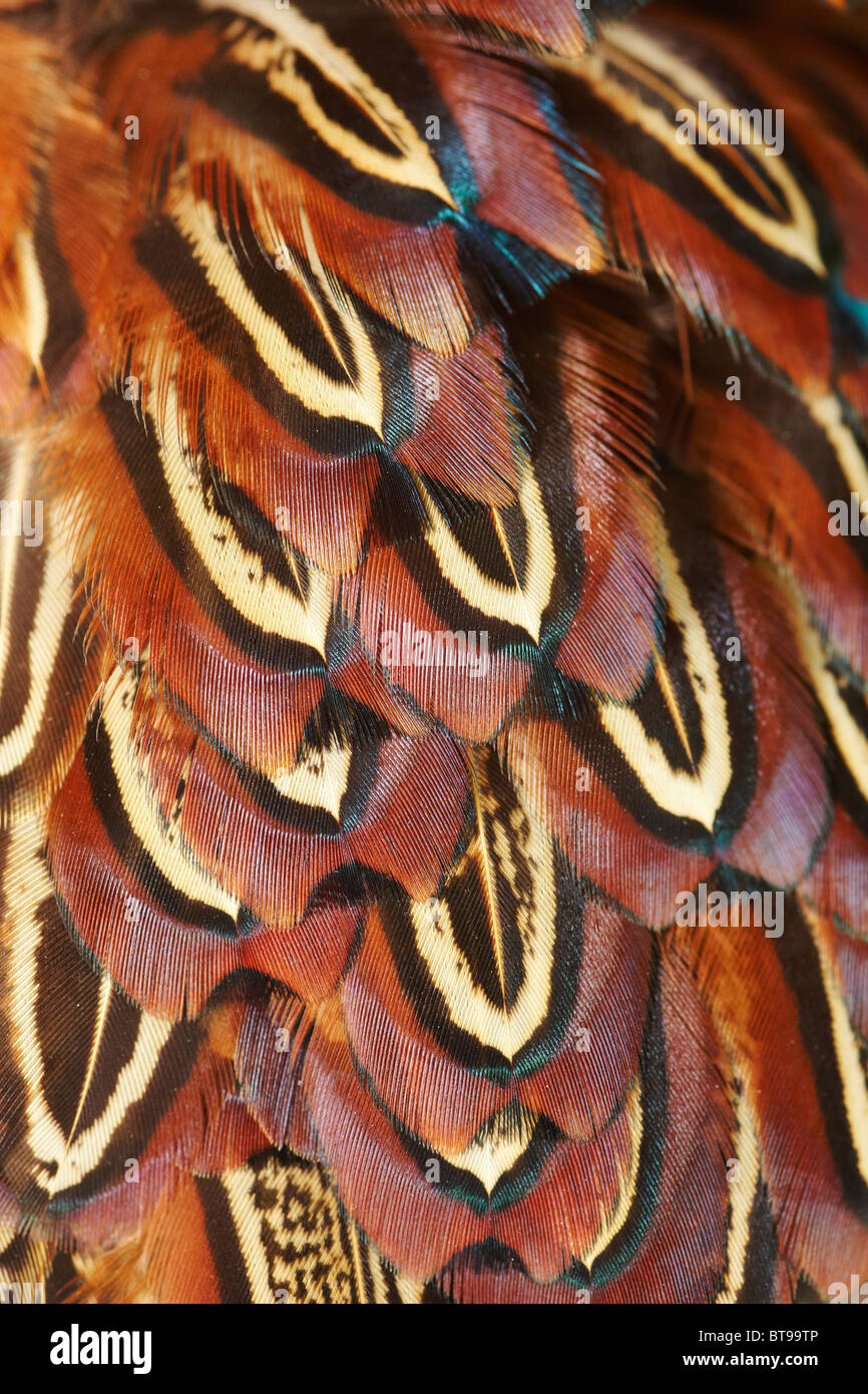 Close up colorful pheasant bird hi-res stock photography and images - Alamy
