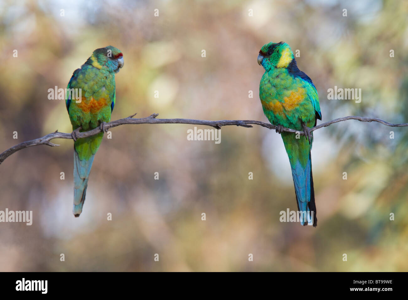 Barnardius barnardi hi-res stock photography and images - Alamy