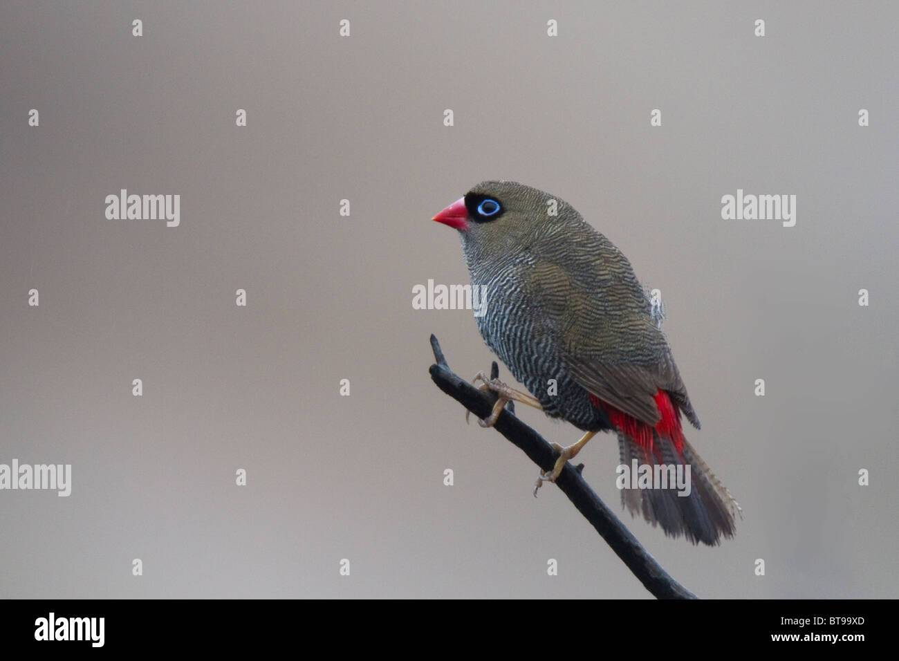 Beautiful firetail finch hi-res stock photography and images - Alamy