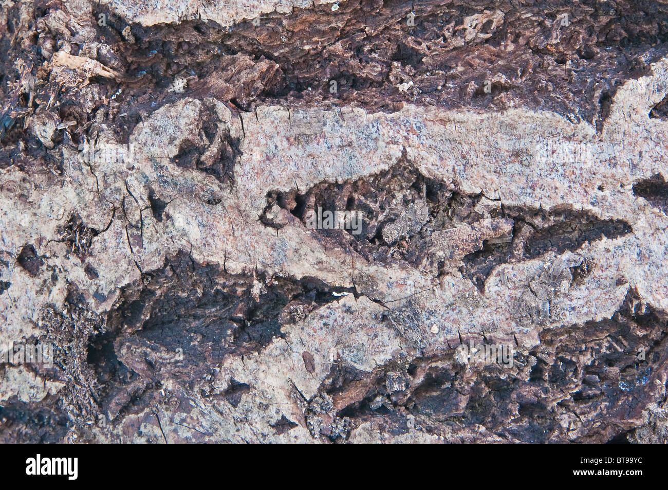 Black oak bark hi-res stock photography and images - Alamy