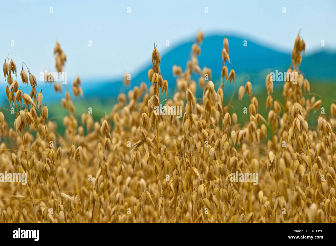 field of oat Stock Photo - Alamy