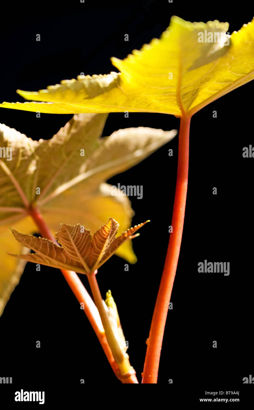 castor-oil plant Ricinus communis Stock Photo - Alamy