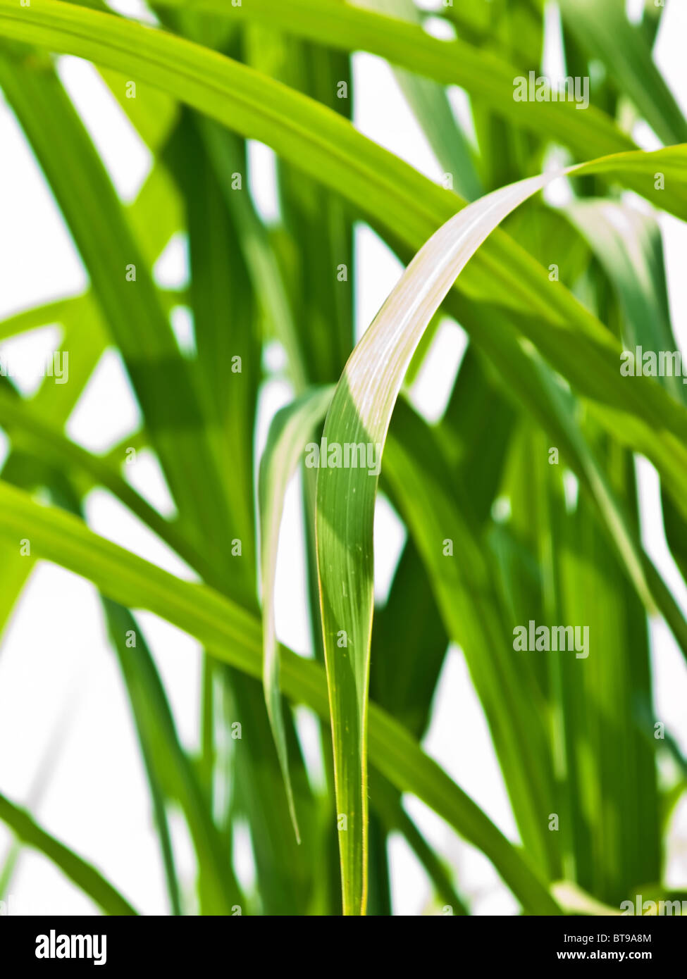 Switch grass hi-res stock photography and images - Alamy