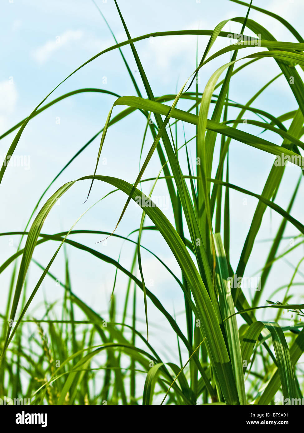 Switch grass hi-res stock photography and images - Alamy