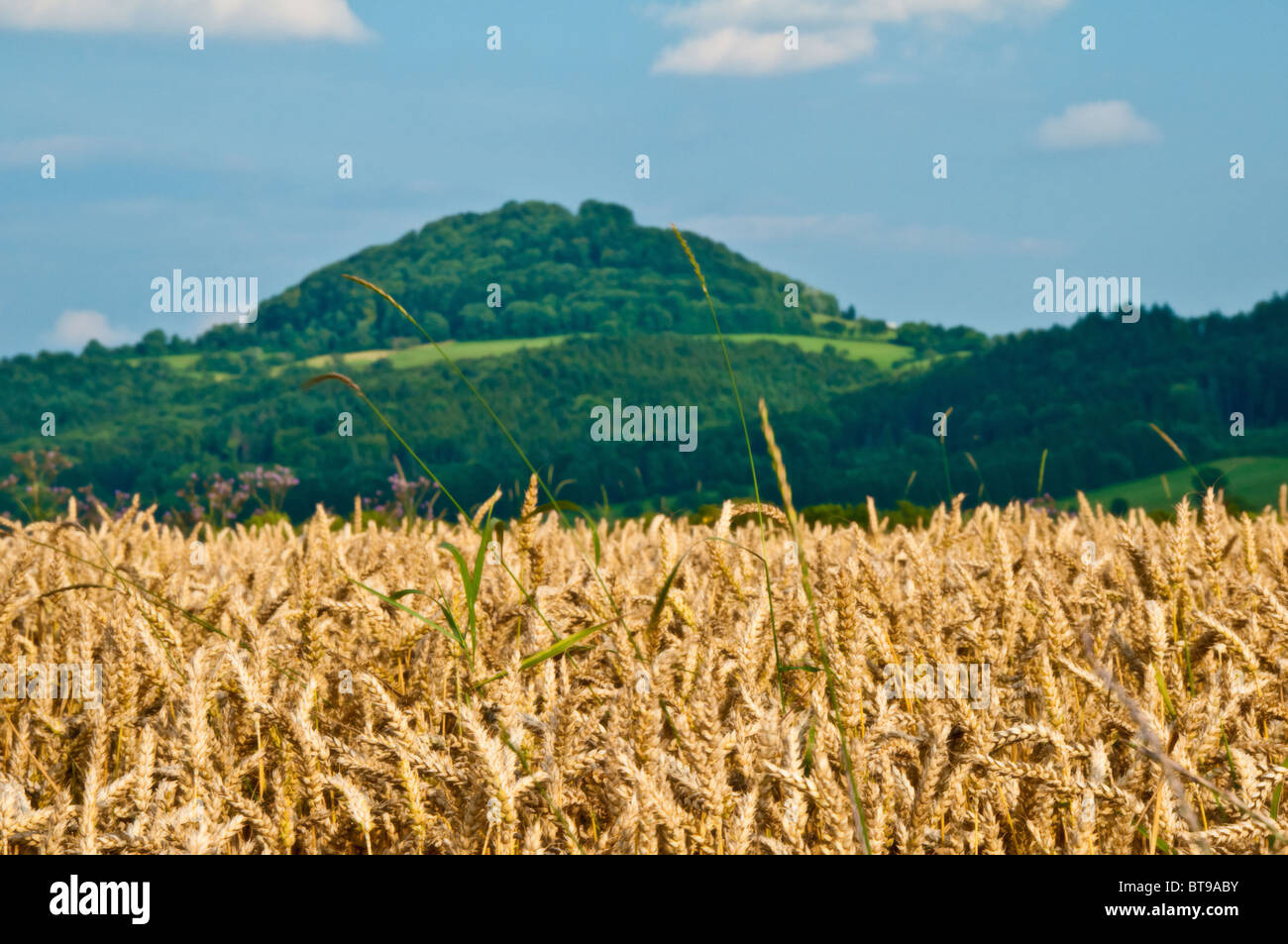 wheat Triticum aestivum Stock Photo - Alamy