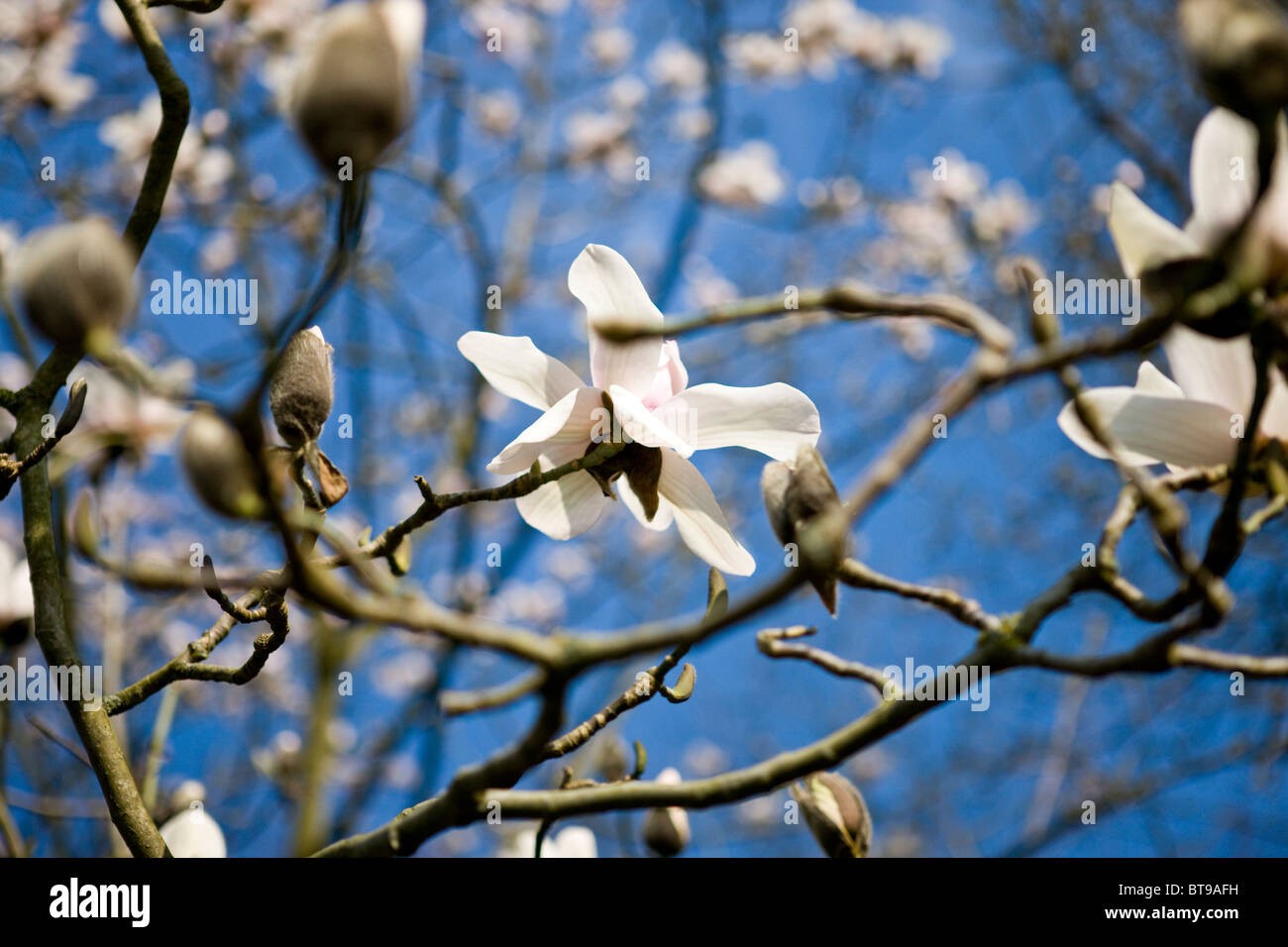 Single magnolia in full bloom hi-res stock photography and images - Alamy
