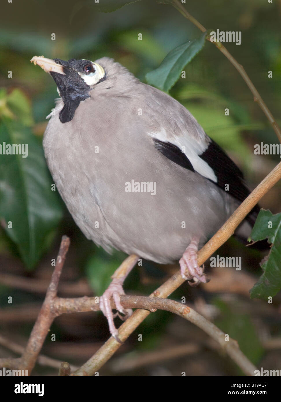 Wattled Starling High Resolution Stock Photography and Images - Alamy