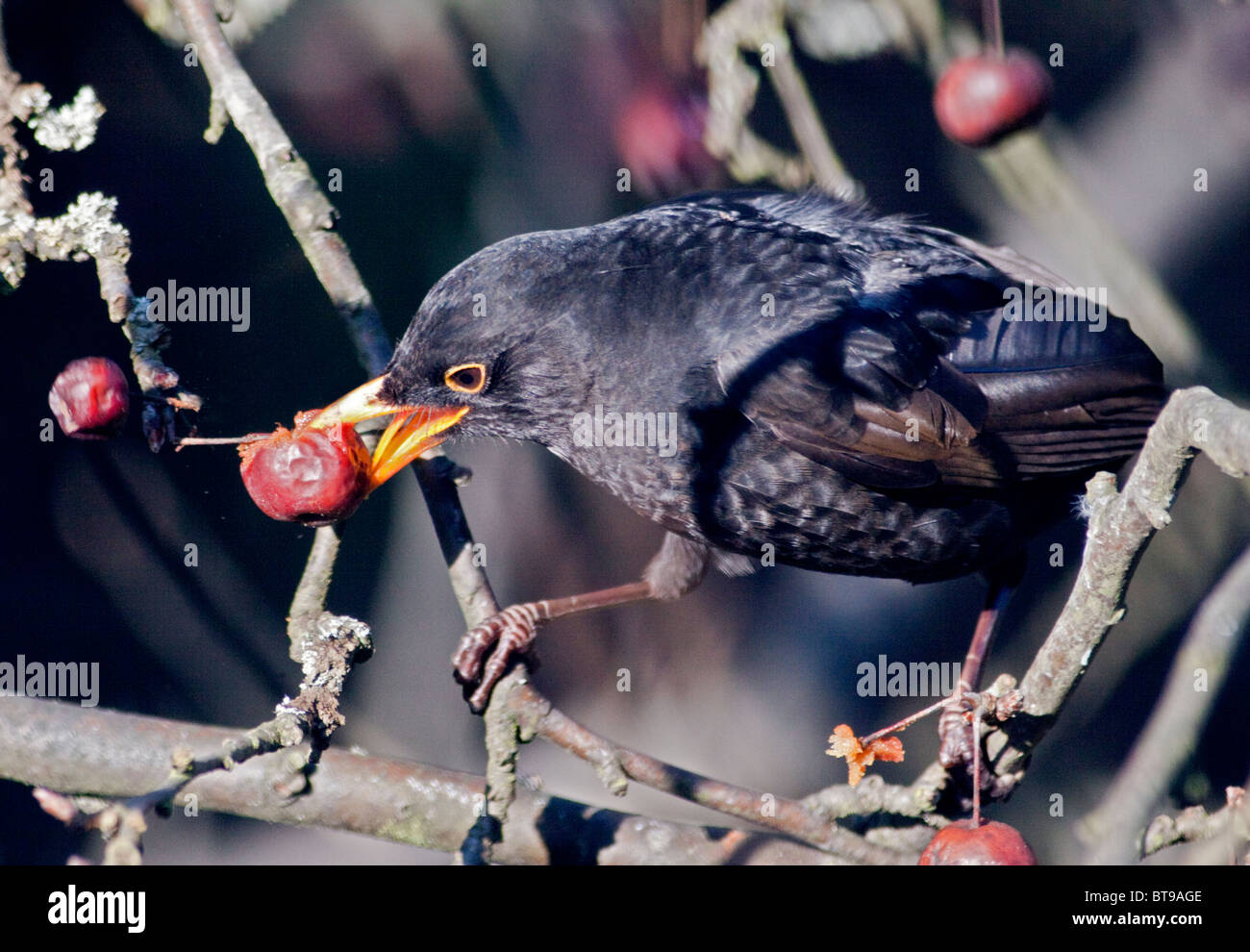 Birds In Crab Apple Stock Photos & Birds In Crab Apple Stock Images - Alamy