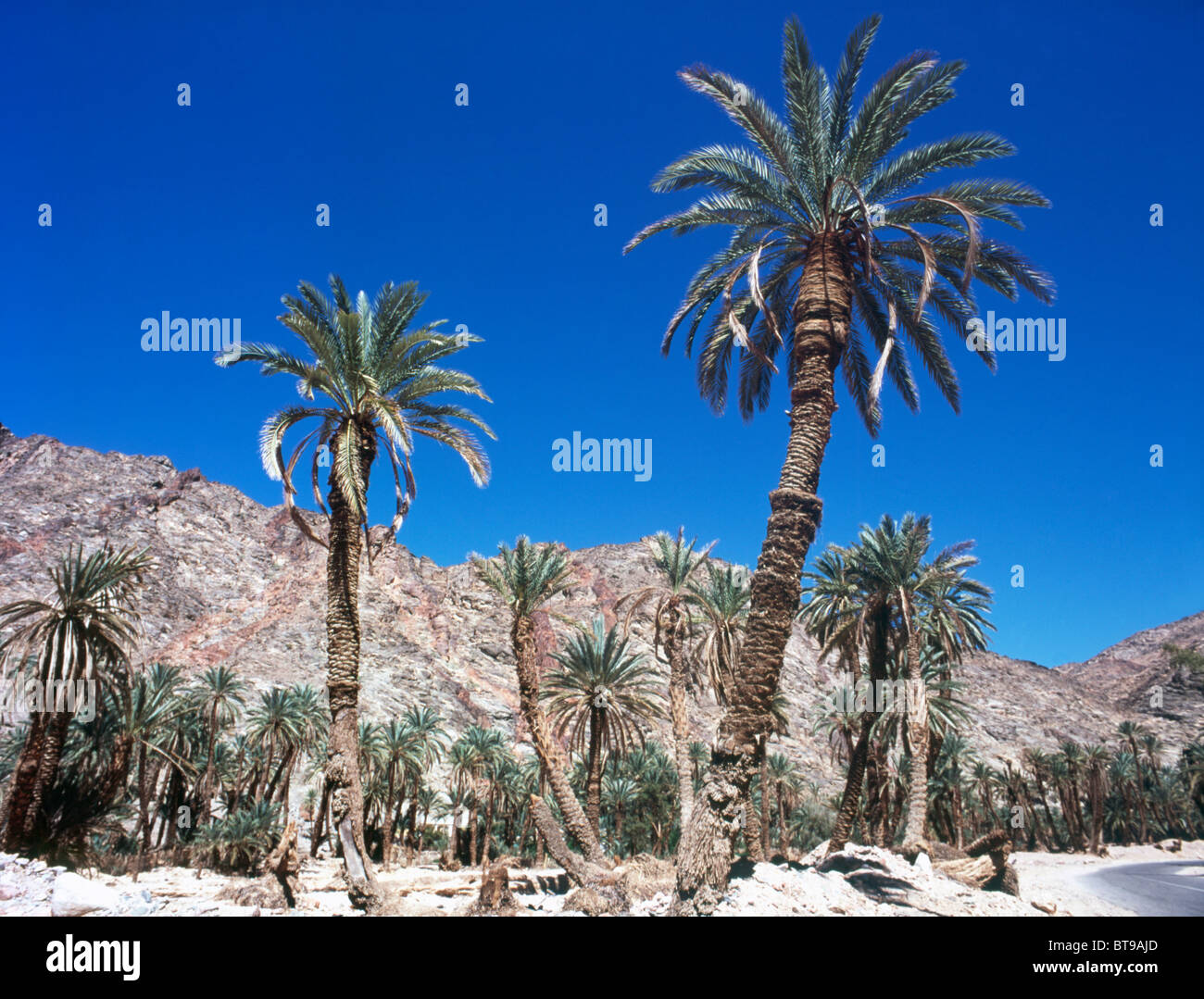 Feiran oasis hi-res stock photography and images - Alamy
