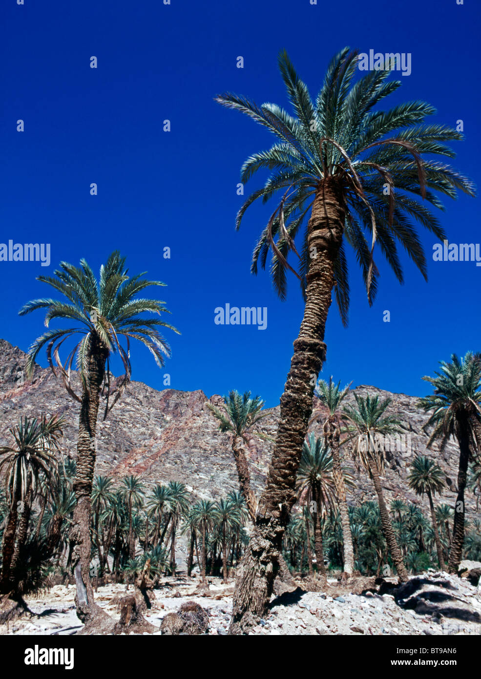 Ferrian Oasis nr Mount Sinia, Eygpt Stock Photo - Alamy