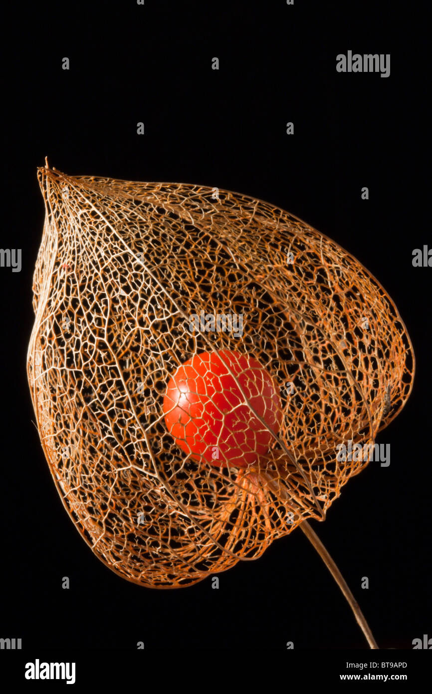 Chinese lantern seed pod against black background Stock Photo - Alamy