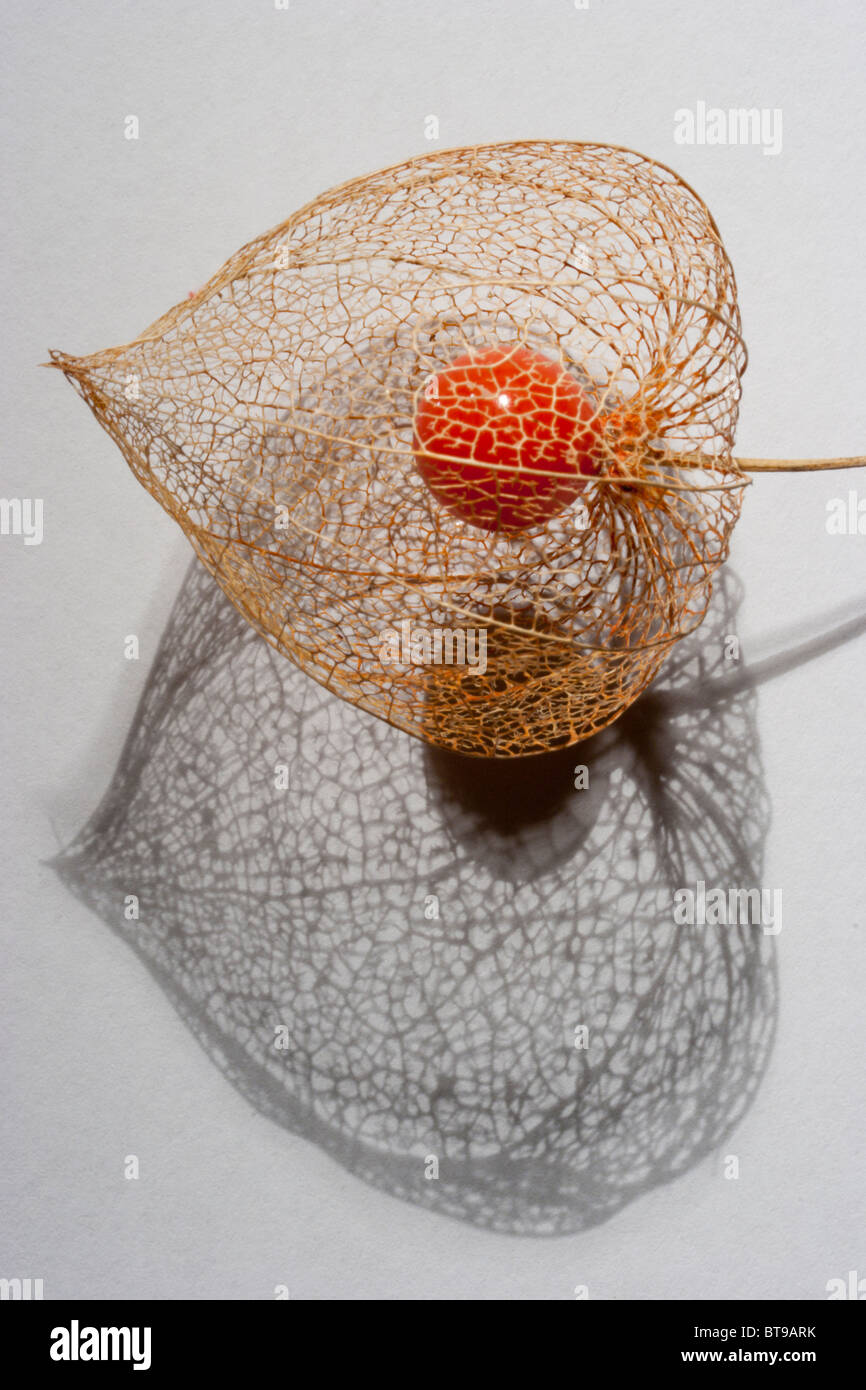 Seed pod chinese lantern hi-res stock photography and images - Alamy