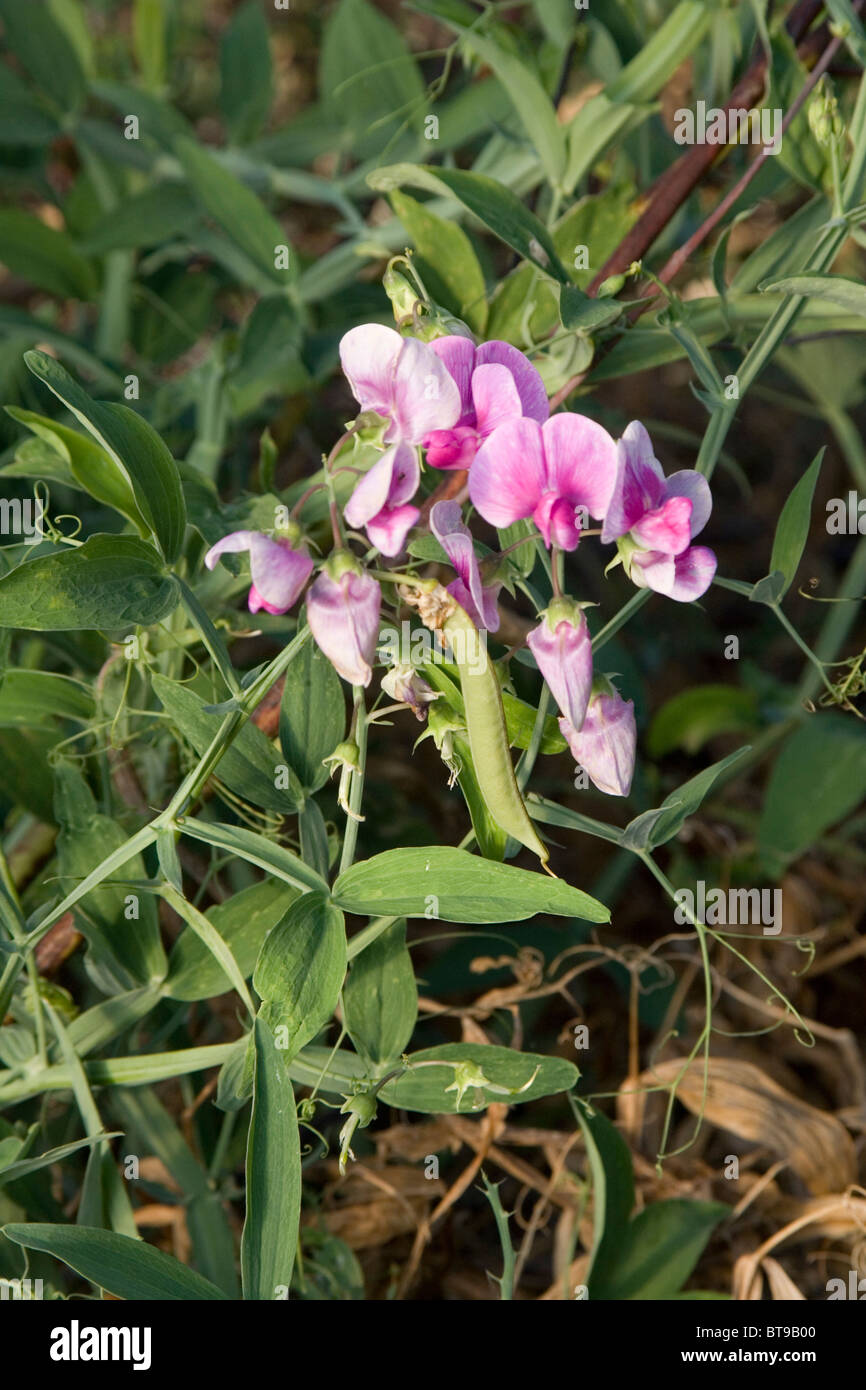 Spring pea flower hi-res stock photography and images - Alamy
