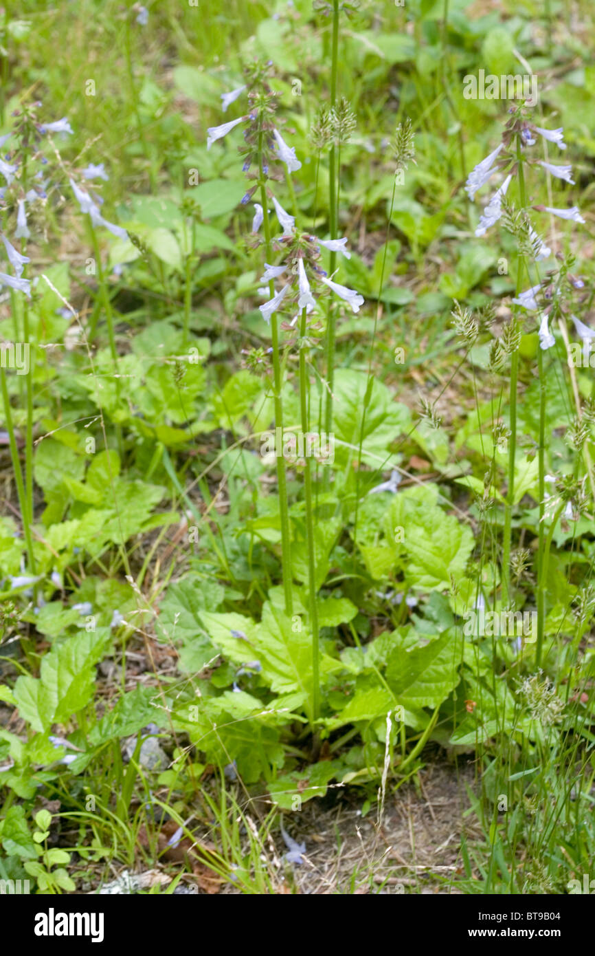 Lyre leaf sage hi-res stock photography and images - Alamy