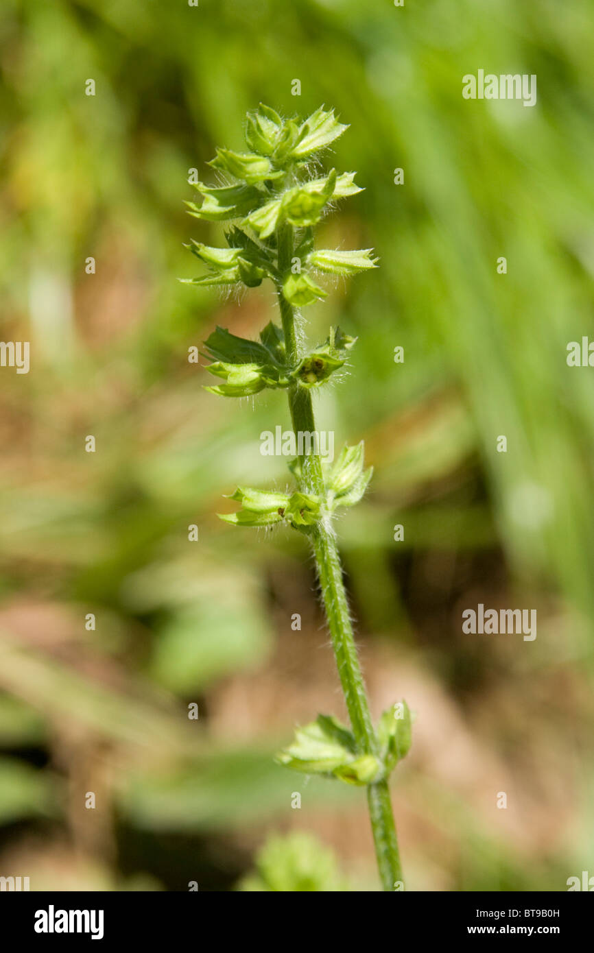 Lyre-leaf Sage fruit Stock Photo - Alamy