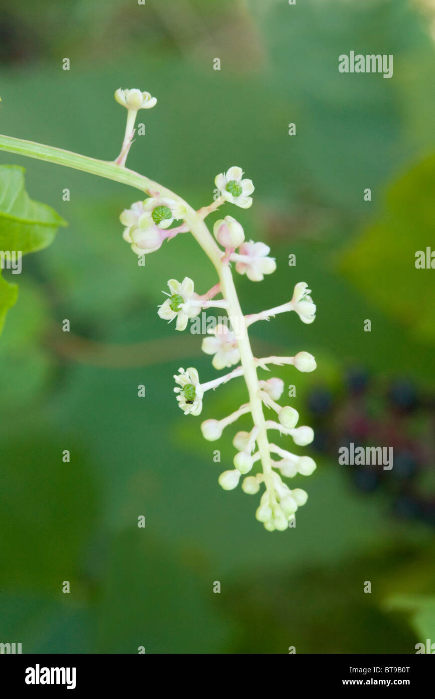 Pokeweed flower hi-res stock photography and images - Alamy