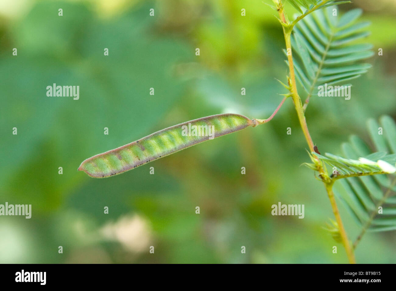 Partridge Pea fruit Stock Photo - Alamy