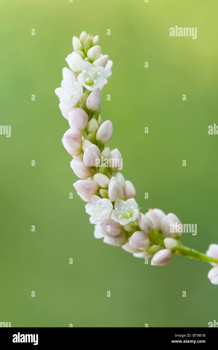 Pennsylvania smartweed hi-res stock photography and images - Alamy