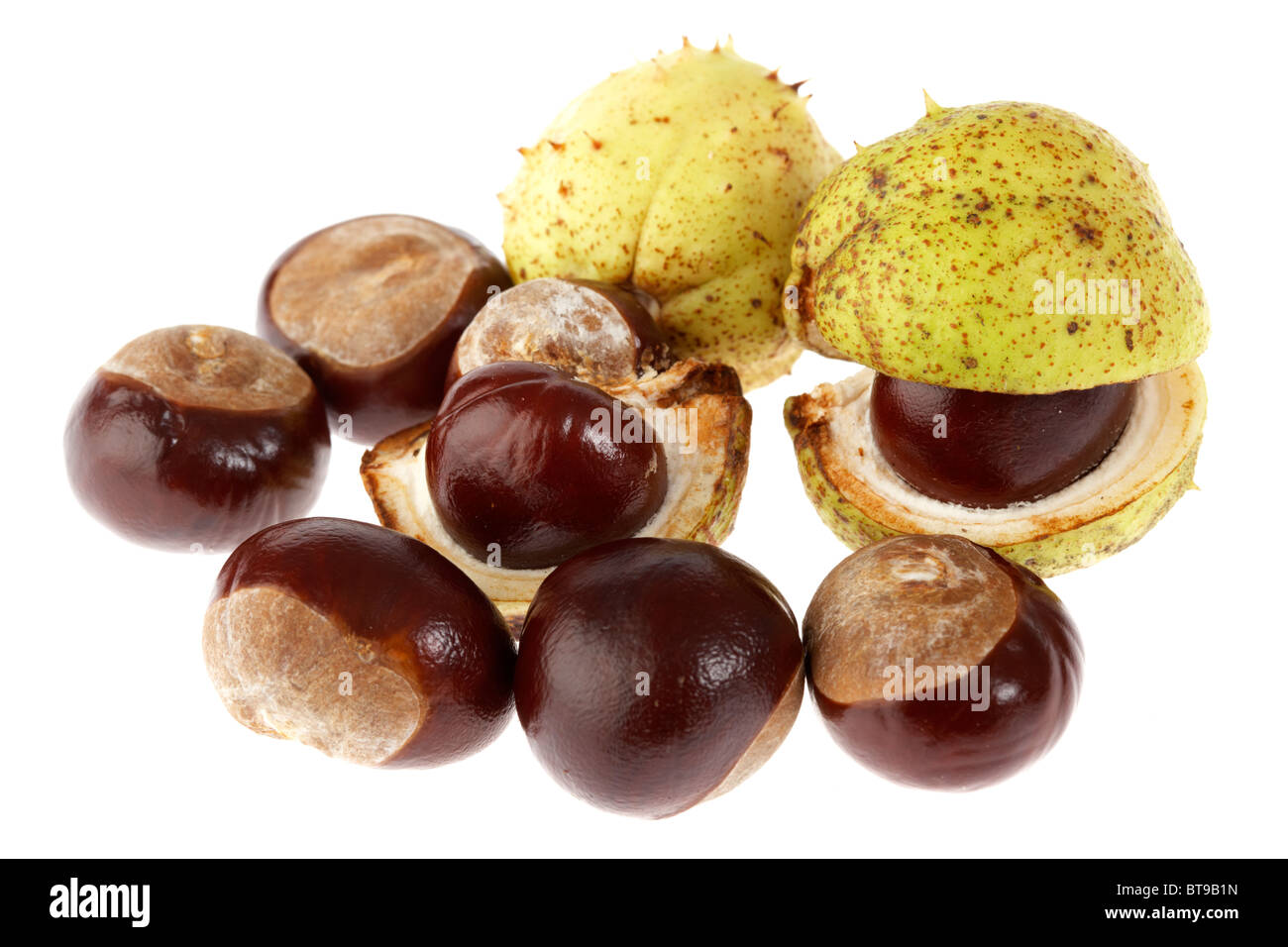 Conker seed pod Cut Out Stock Images & Pictures - Alamy