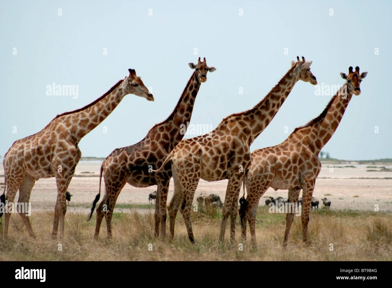 Giraffe gang hi-res stock photography and images - Alamy