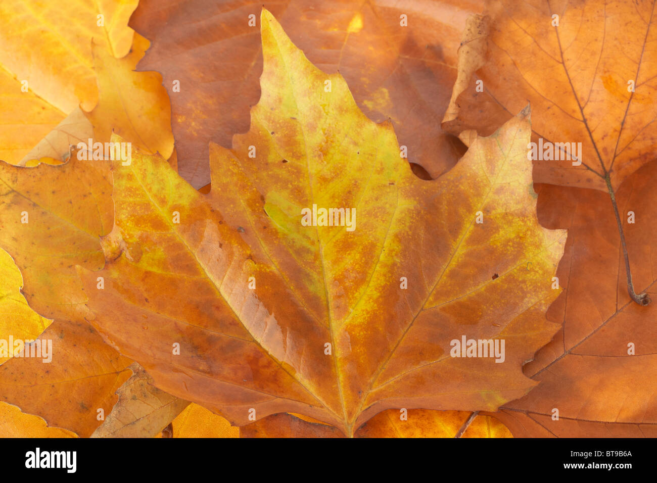 Leaves in fall colours hi-res stock photography and images - Alamy