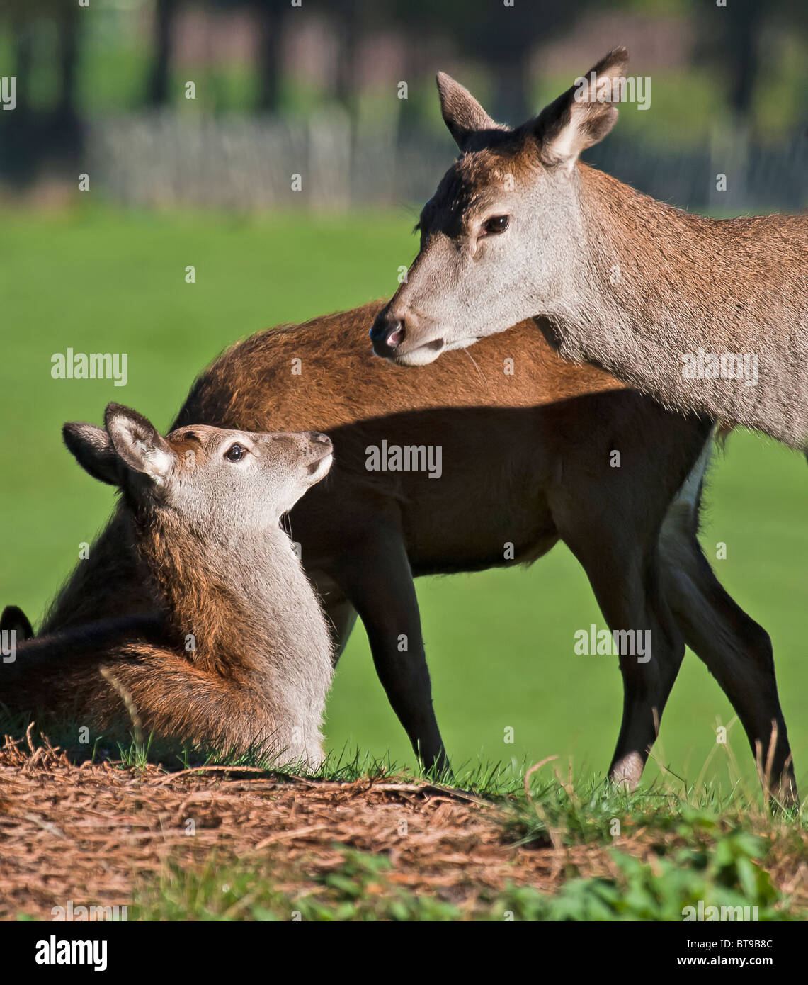 Doe & young Stock Photo - Alamy
