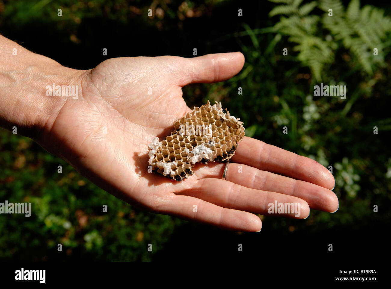 Nordic bee hi-res stock photography and images - Alamy