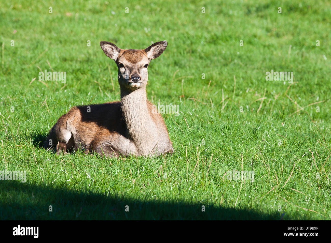 Red doe hi-res stock photography and images - Alamy