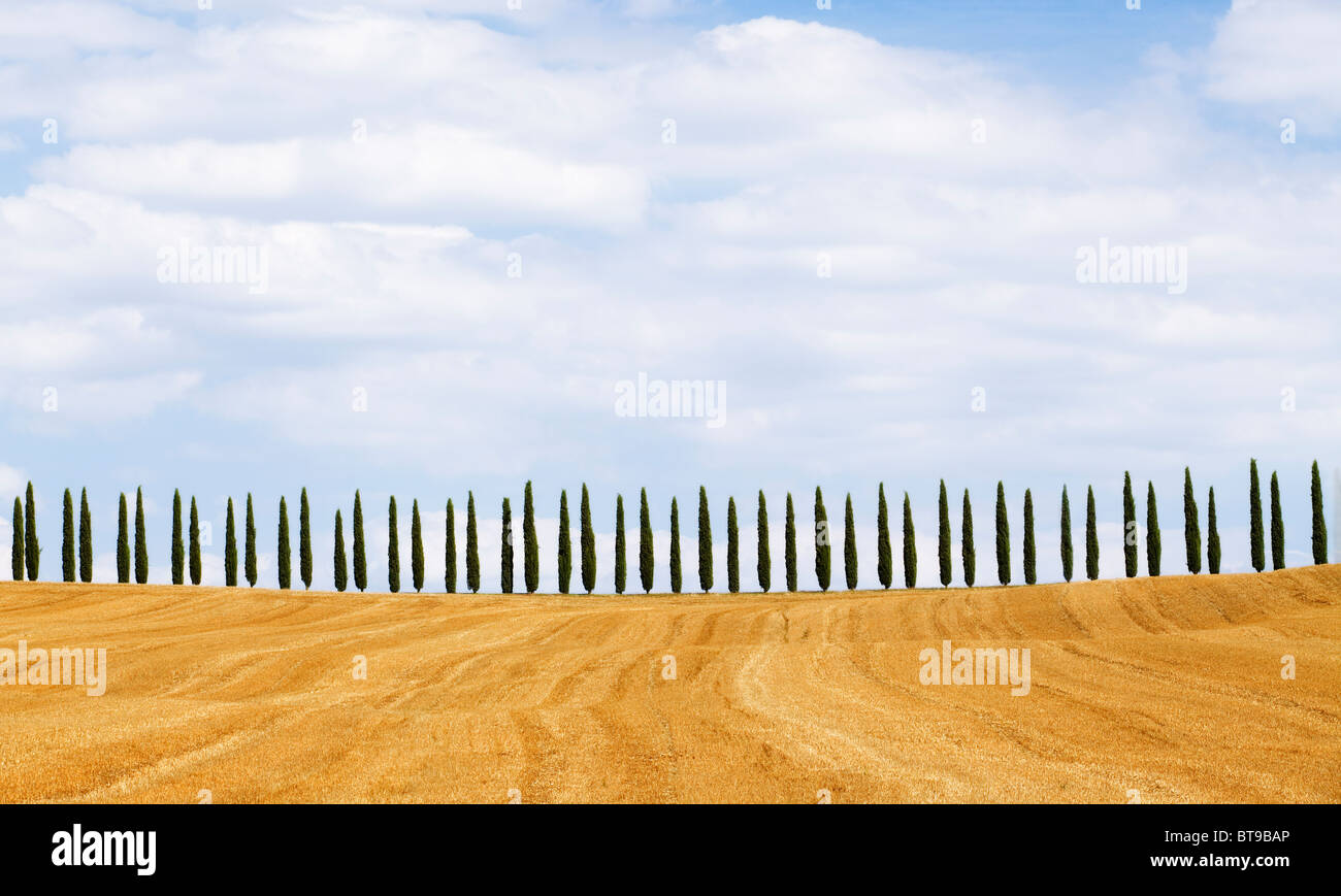 Cypress trees on hill, Tuscany, Italy Stock Photo - Alamy